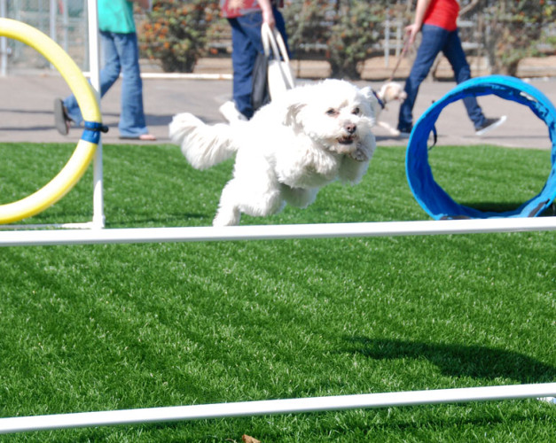 San Diego Pet Training | Professional and Knowledgable Source for Pet ...